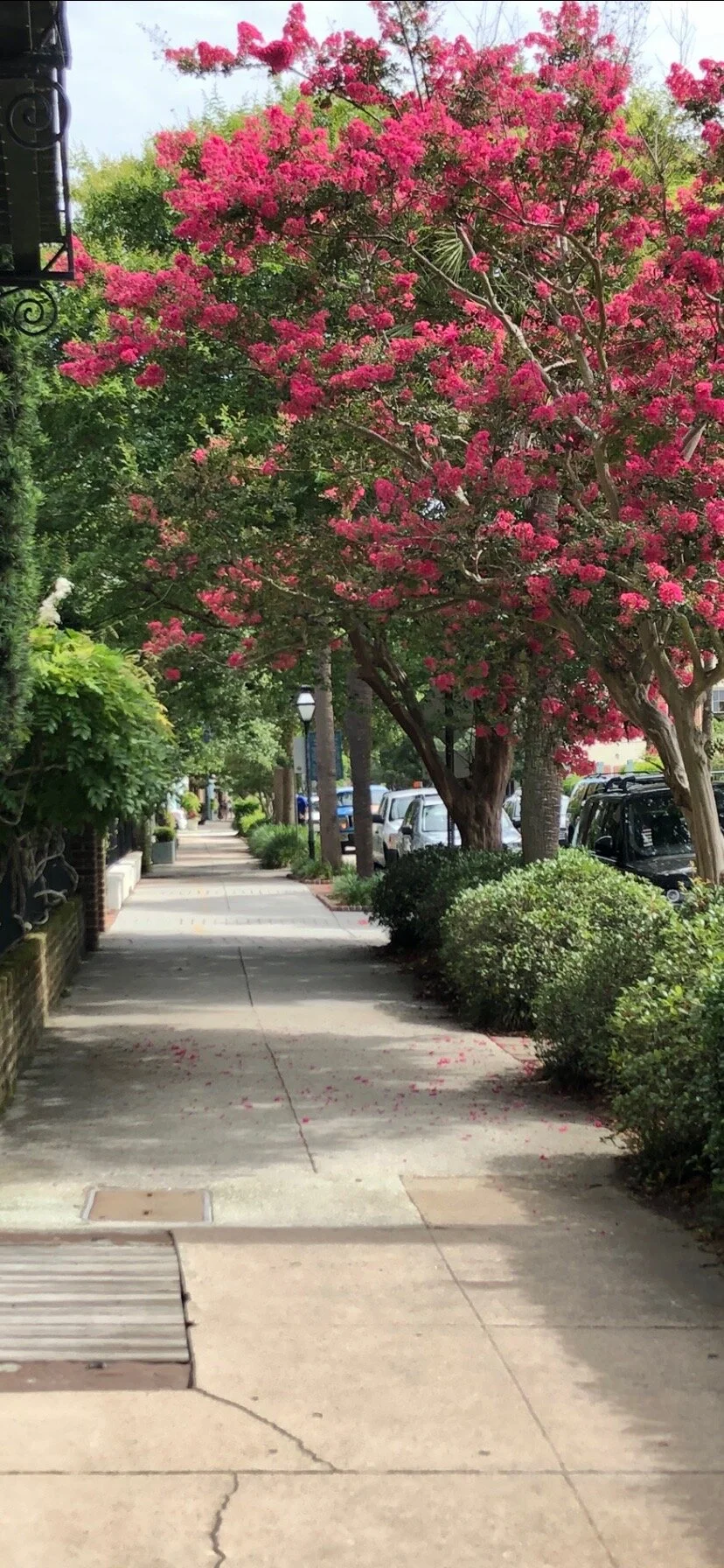 Crape Myrtle Pruning & Insect Issues — Hall | Stewart Lawn & Landscape