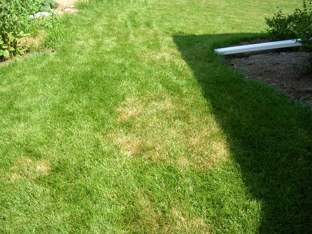 Brown Patch – The Most Common Problem of Fescue Lawns — Hall | Stewart ...