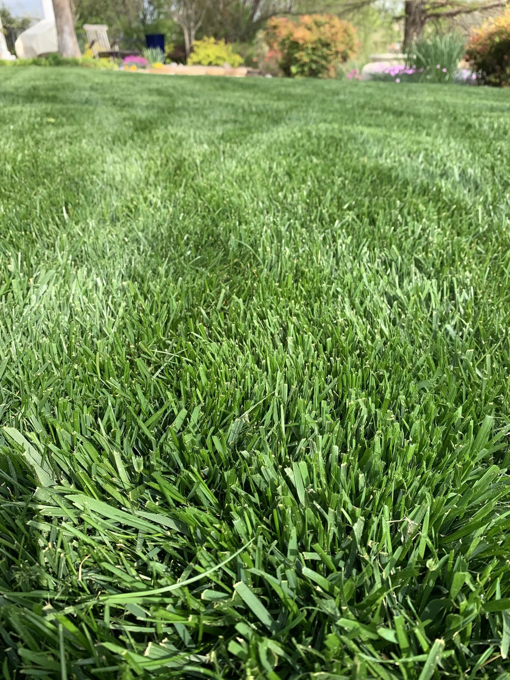 What is up with Fescue lawns this winter? — Hall | Stewart Lawn & Landscape
