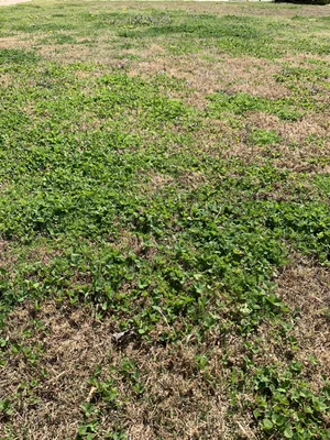The Fall Pre-Emergent – The Application That Sets Your Lawn Up For ...