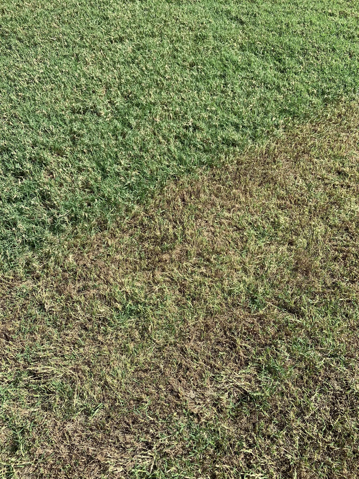 Best Practices for Successfully Establishing Fescue — Hall | Stewart ...
