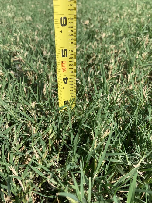 Best Practices for Successfully Establishing Fescue — Hall | Stewart ...