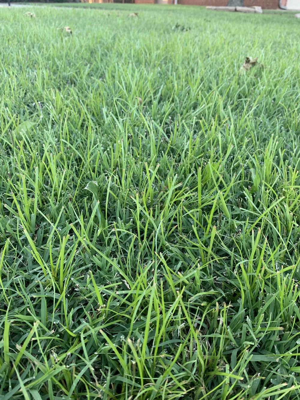 Nutsedge – Possibly The World’s Worst Weed — Hall | Stewart Lawn ...