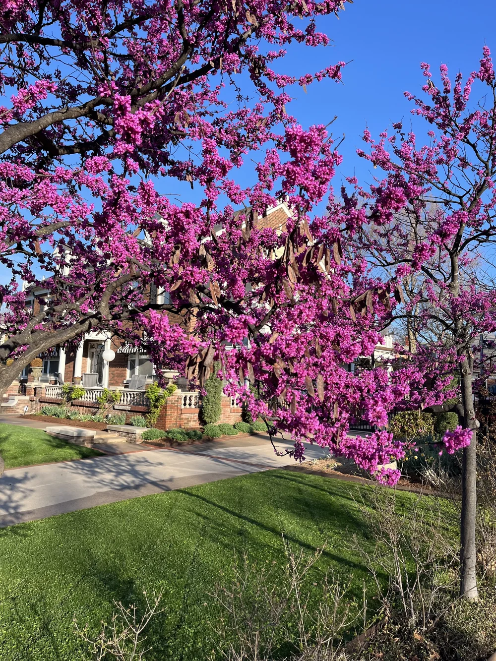 Oklahoma's State Tree... the Redbud! — Hall | Stewart Lawn & Landscape