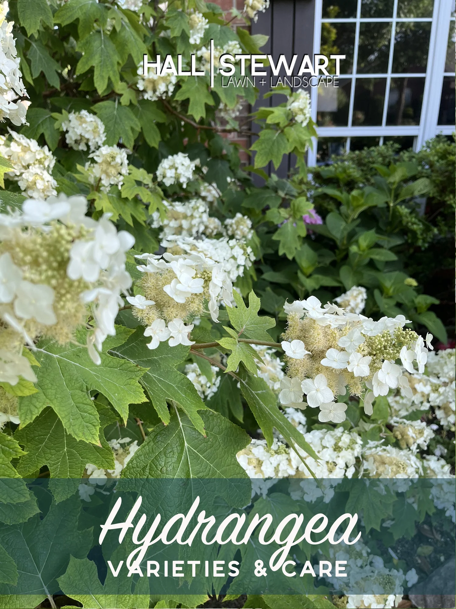 Hydrangeas Varieties and Care — Hall | Stewart Lawn & Landscape