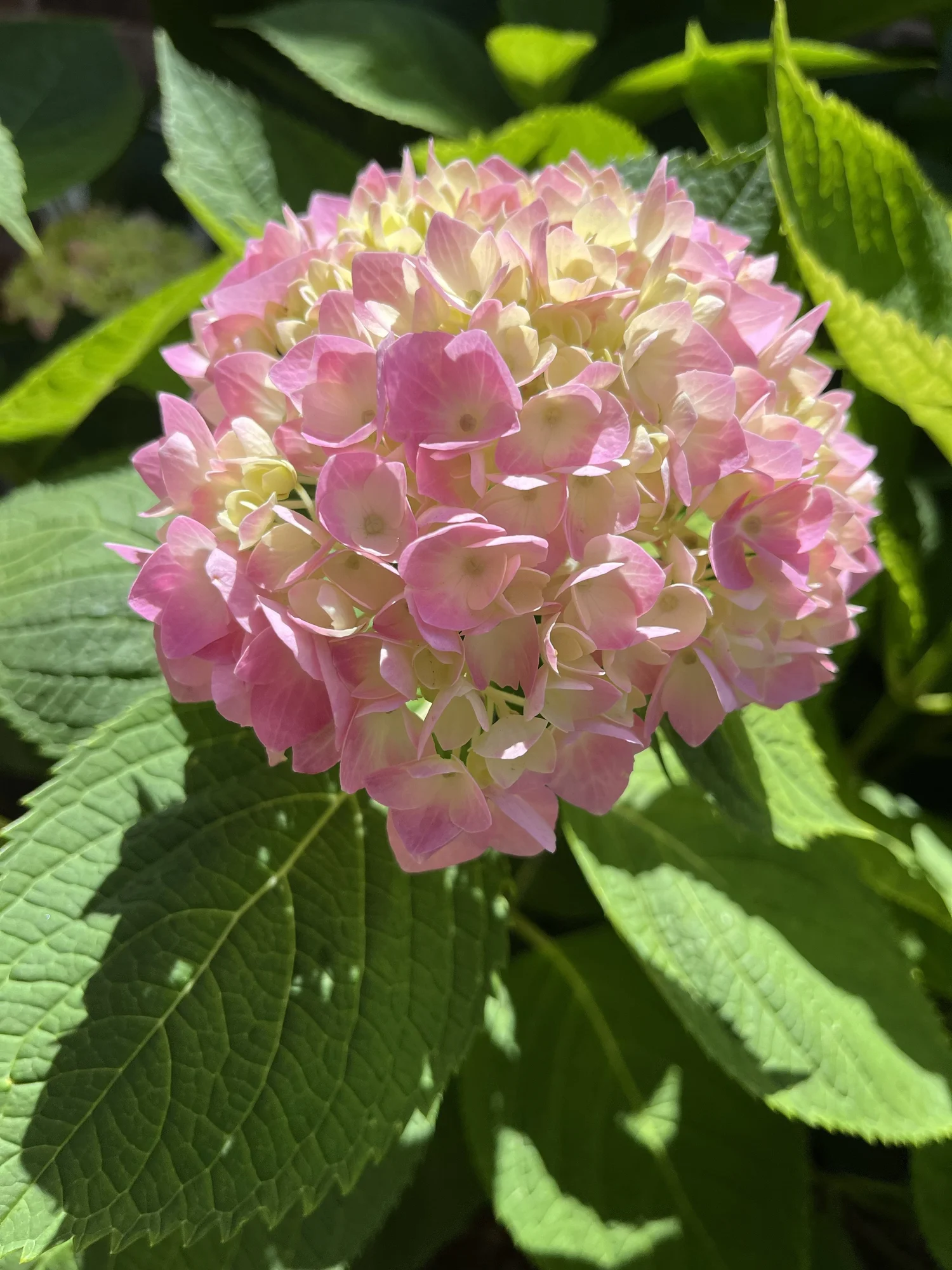 Hydrangeas Varieties and Care — Hall | Stewart Lawn & Landscape
