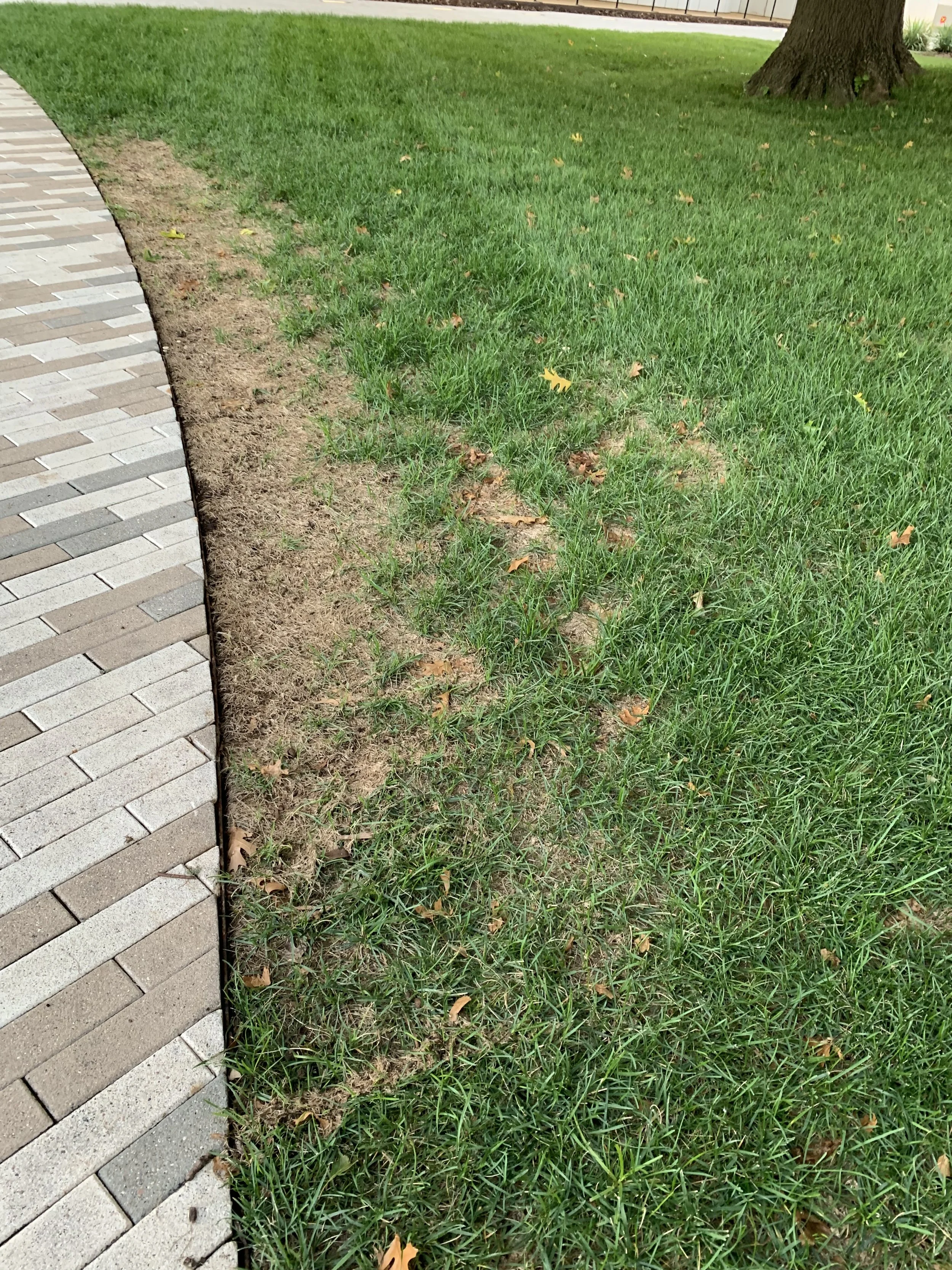 Best Practices for Successfully Establishing Fescue — Hall | Stewart ...