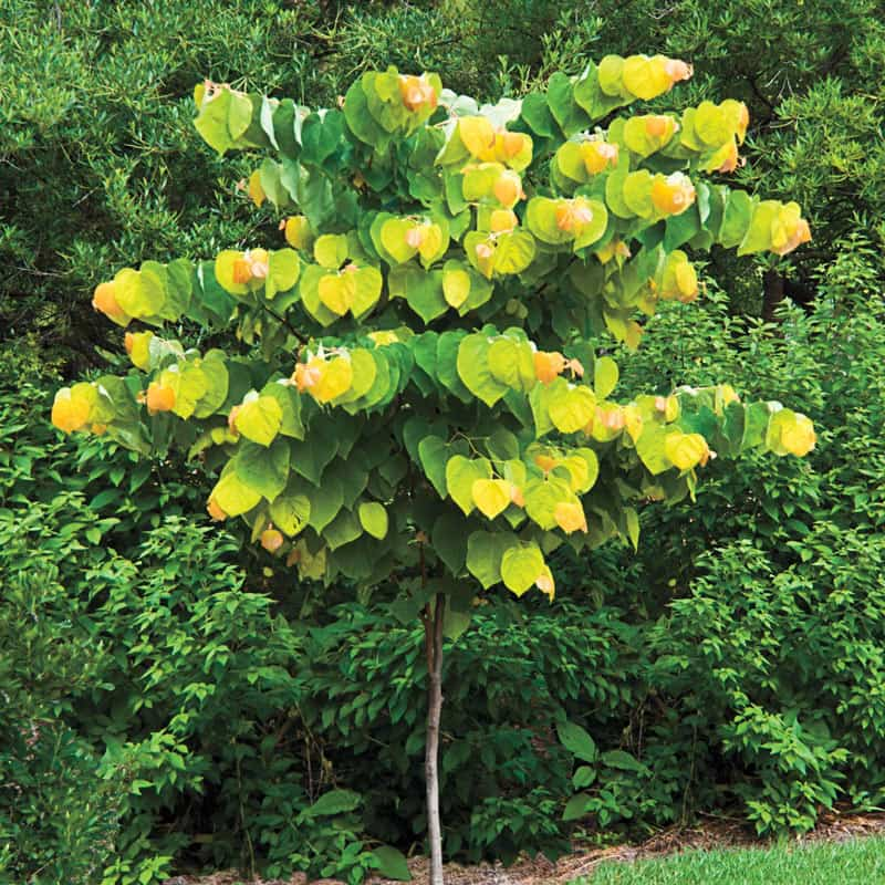 Oklahoma State Tree Oklahoma's State Tree Revealed – Discover Now!