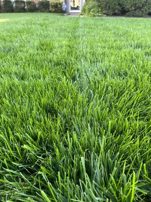Best Practices for Successfully Establishing Fescue — Hall | Stewart ...