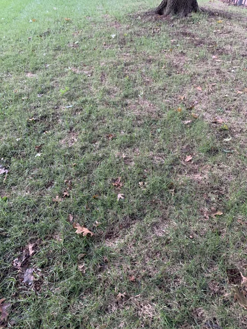 Best Practices for Successfully Establishing Fescue — Hall | Stewart ...