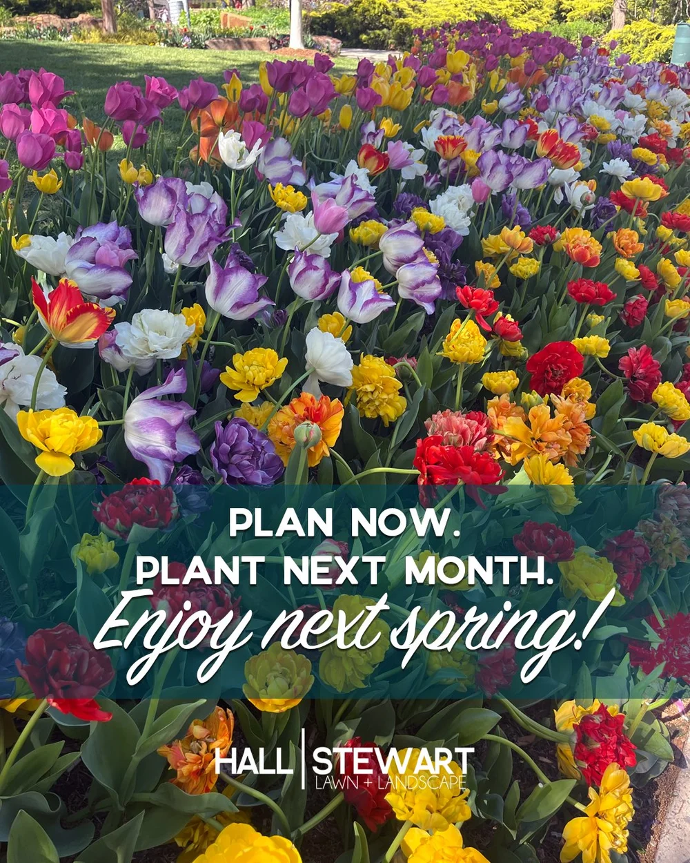 Plan now. Plant next month. Enjoy next spring! — Hall | Stewart Lawn ...