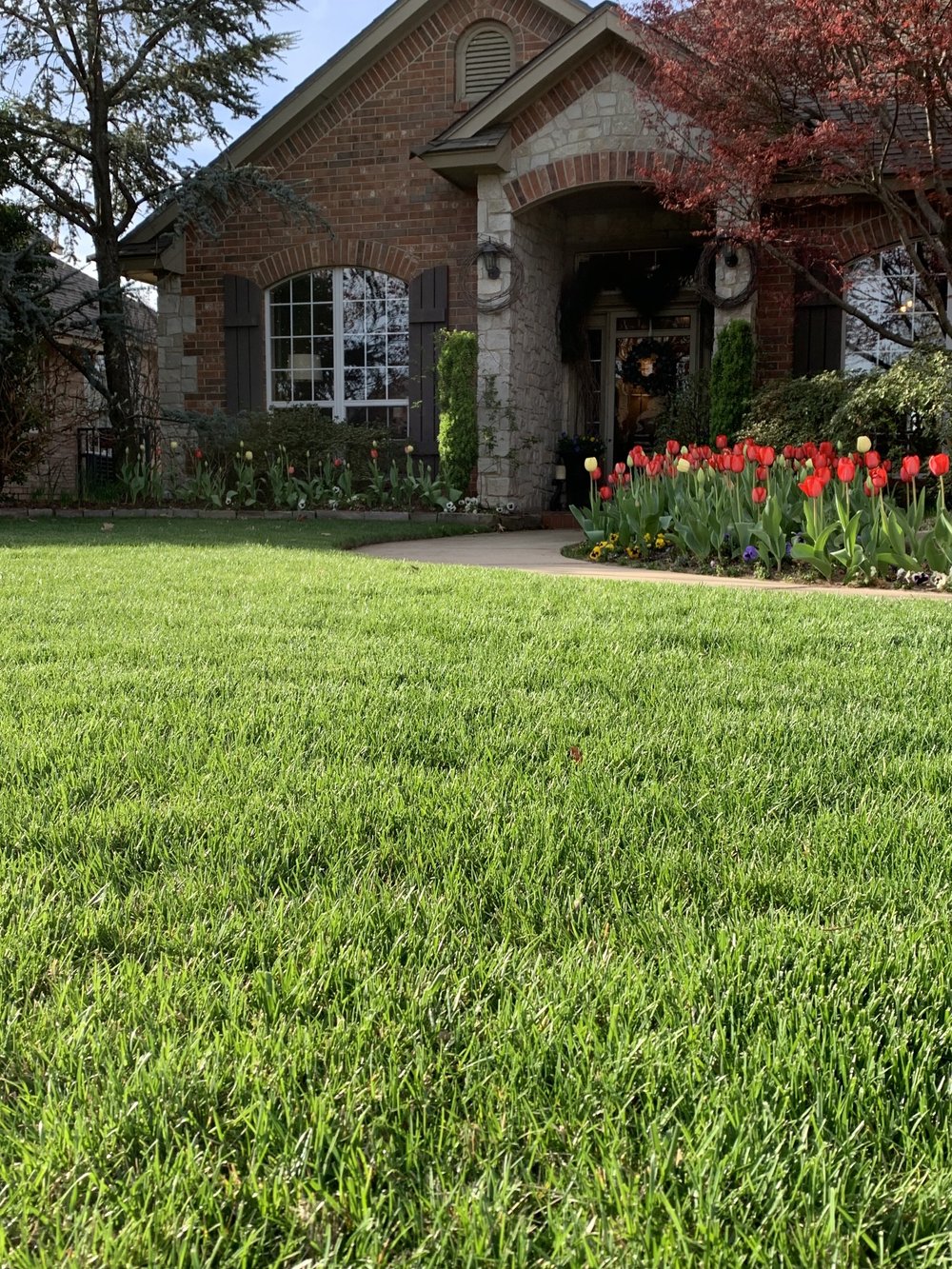 What is up with Fescue lawns this winter? — Hall | Stewart Lawn & Landscape