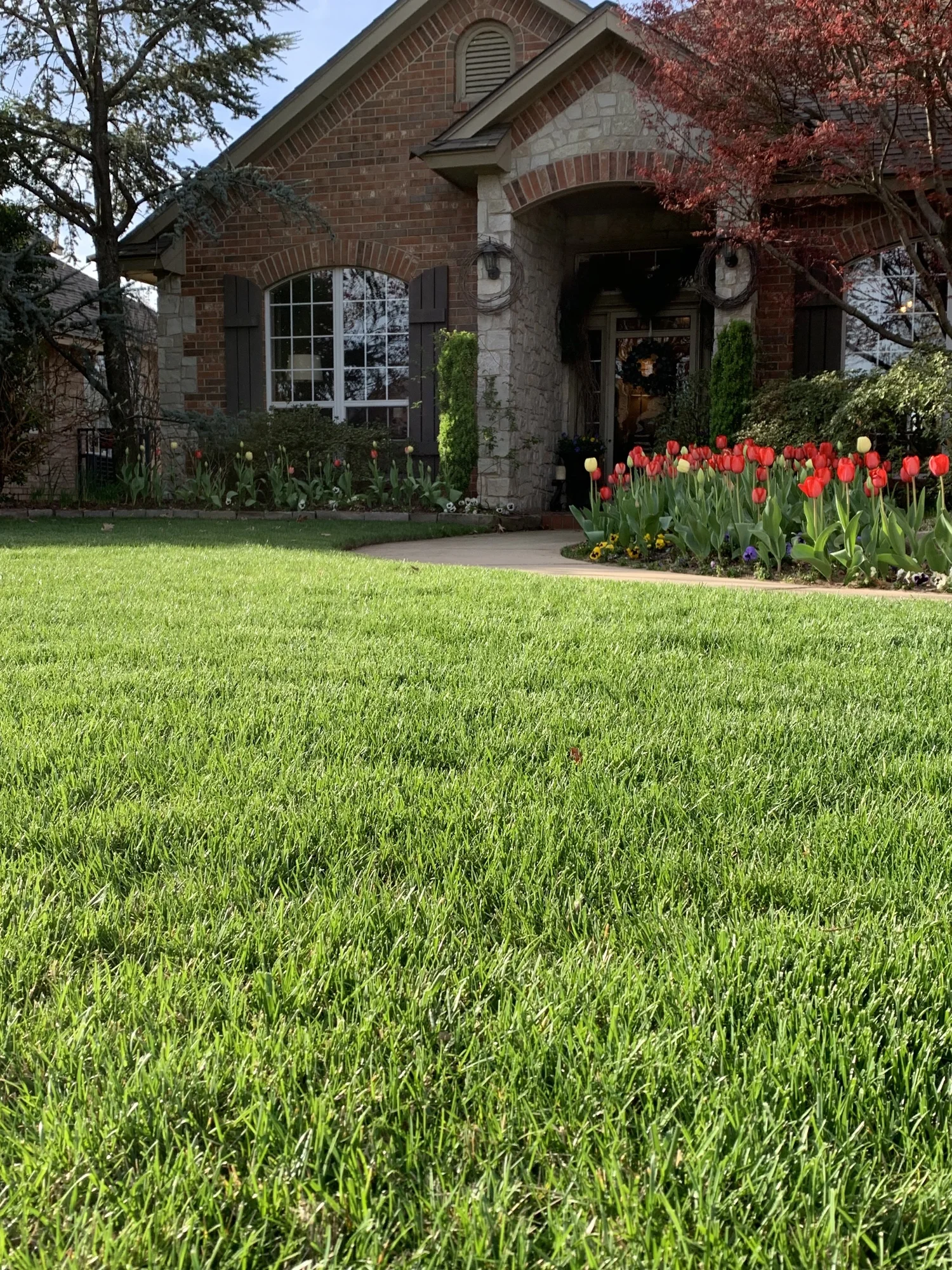 What is up with Fescue lawns this winter? — Hall | Stewart Lawn & Landscape