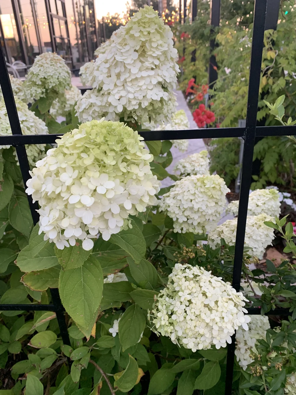 Hydrangeas Varieties and Care — Hall | Stewart Lawn & Landscape