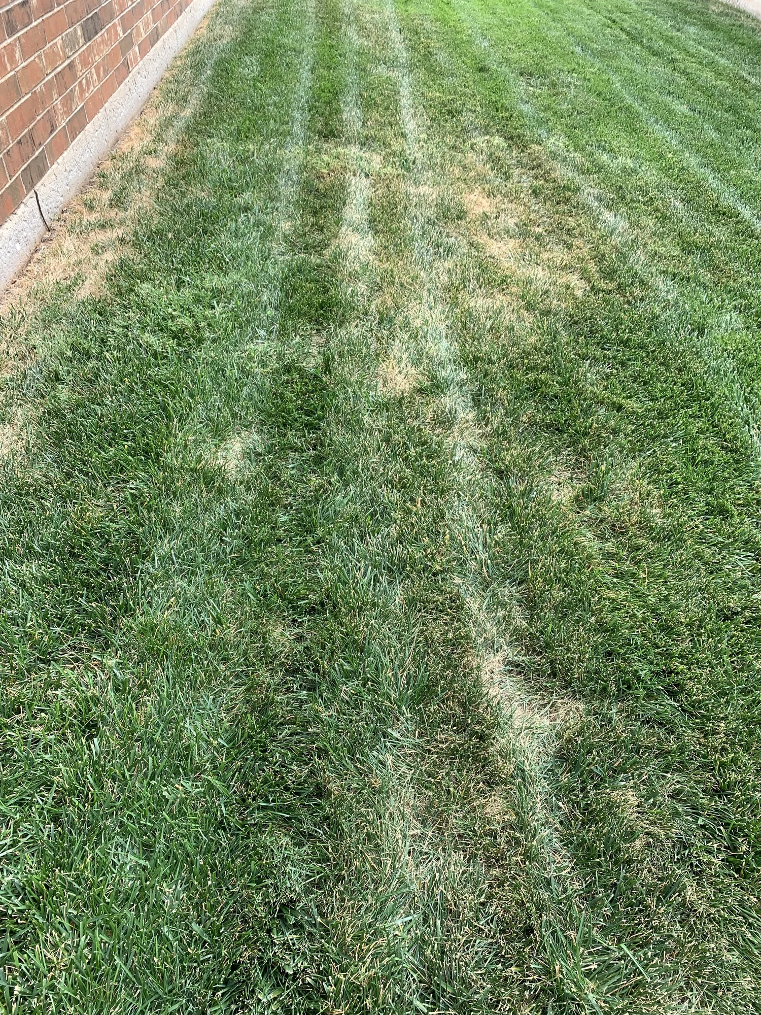 Best Practices for Successfully Establishing Fescue — Hall | Stewart ...