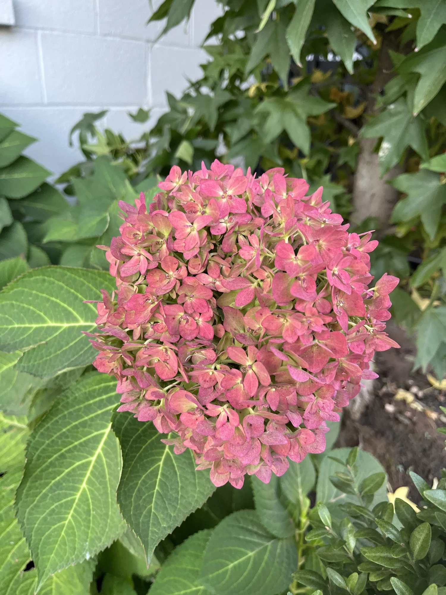 Hydrangeas Varieties and Care — Hall | Stewart Lawn & Landscape