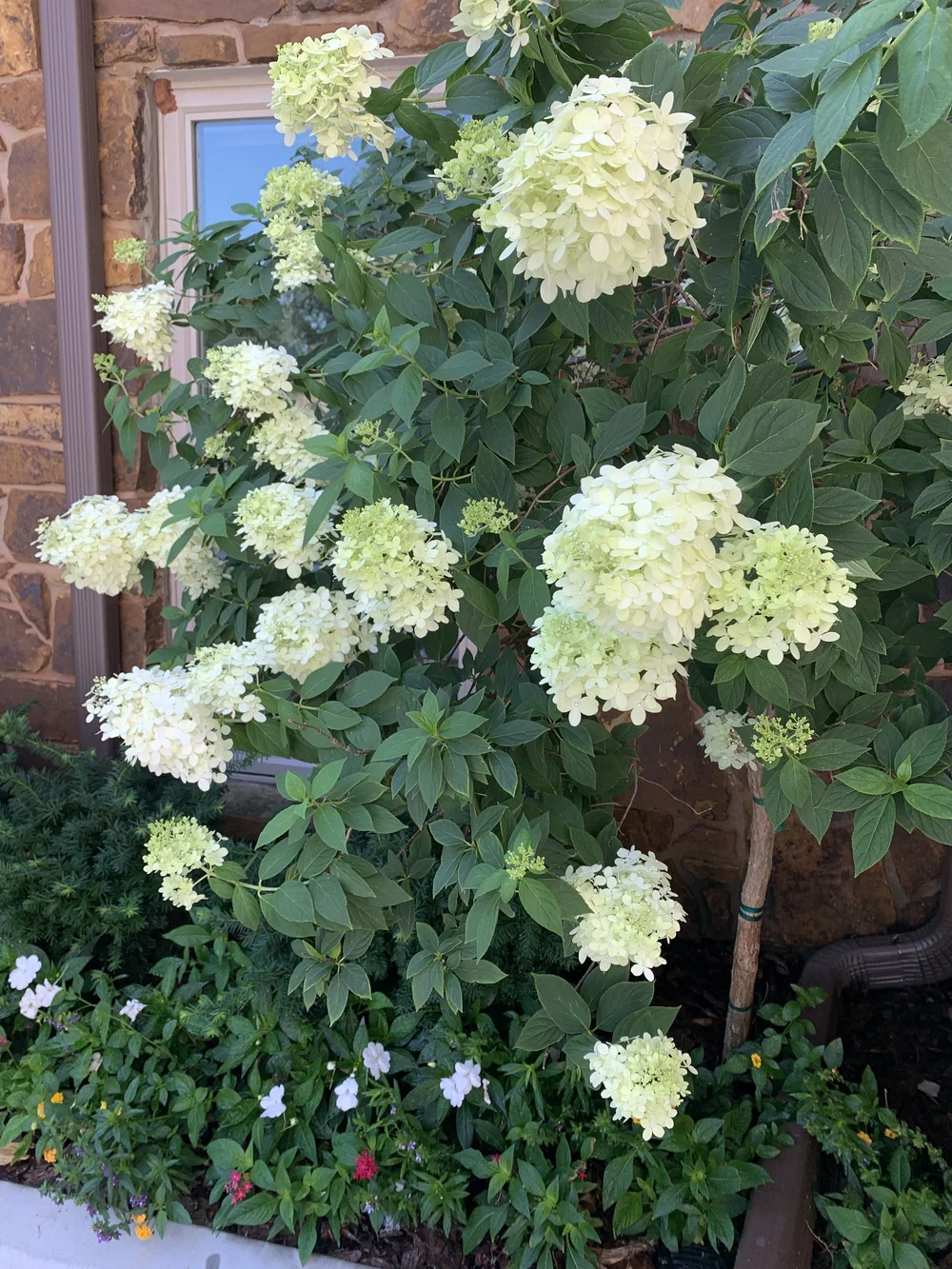 Hydrangeas Varieties and Care — Hall | Stewart Lawn & Landscape