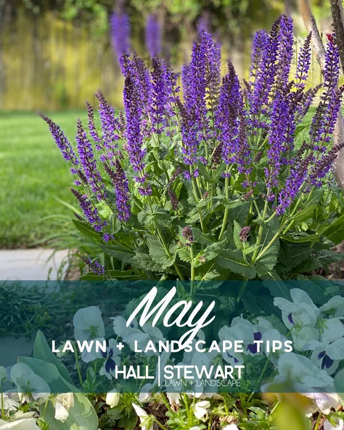 May Lawn & Landscape Tips — Hall | Stewart Lawn & Landscape