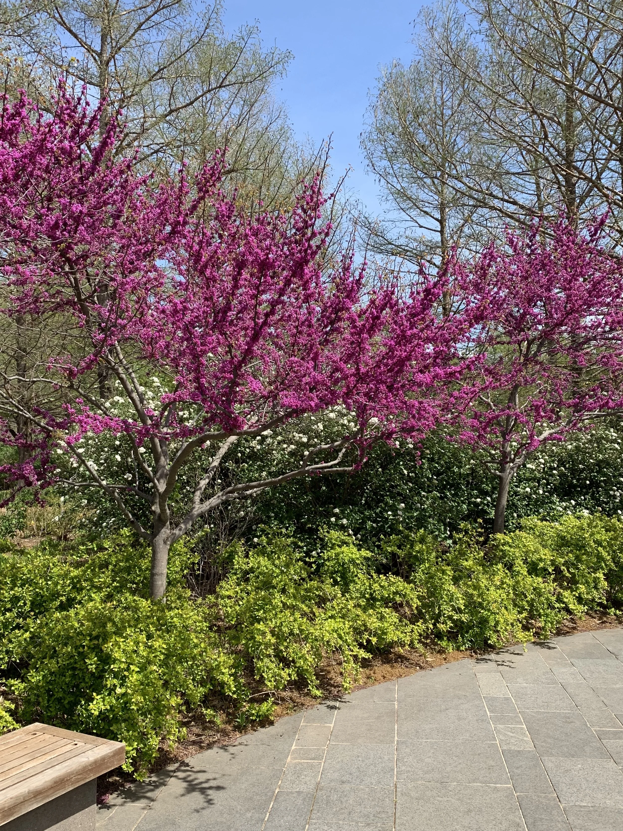 Oklahoma's State Tree... the Redbud! — Hall | Stewart Lawn & Landscape