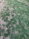 Best Practices for Successfully Establishing Fescue — Hall | Stewart ...