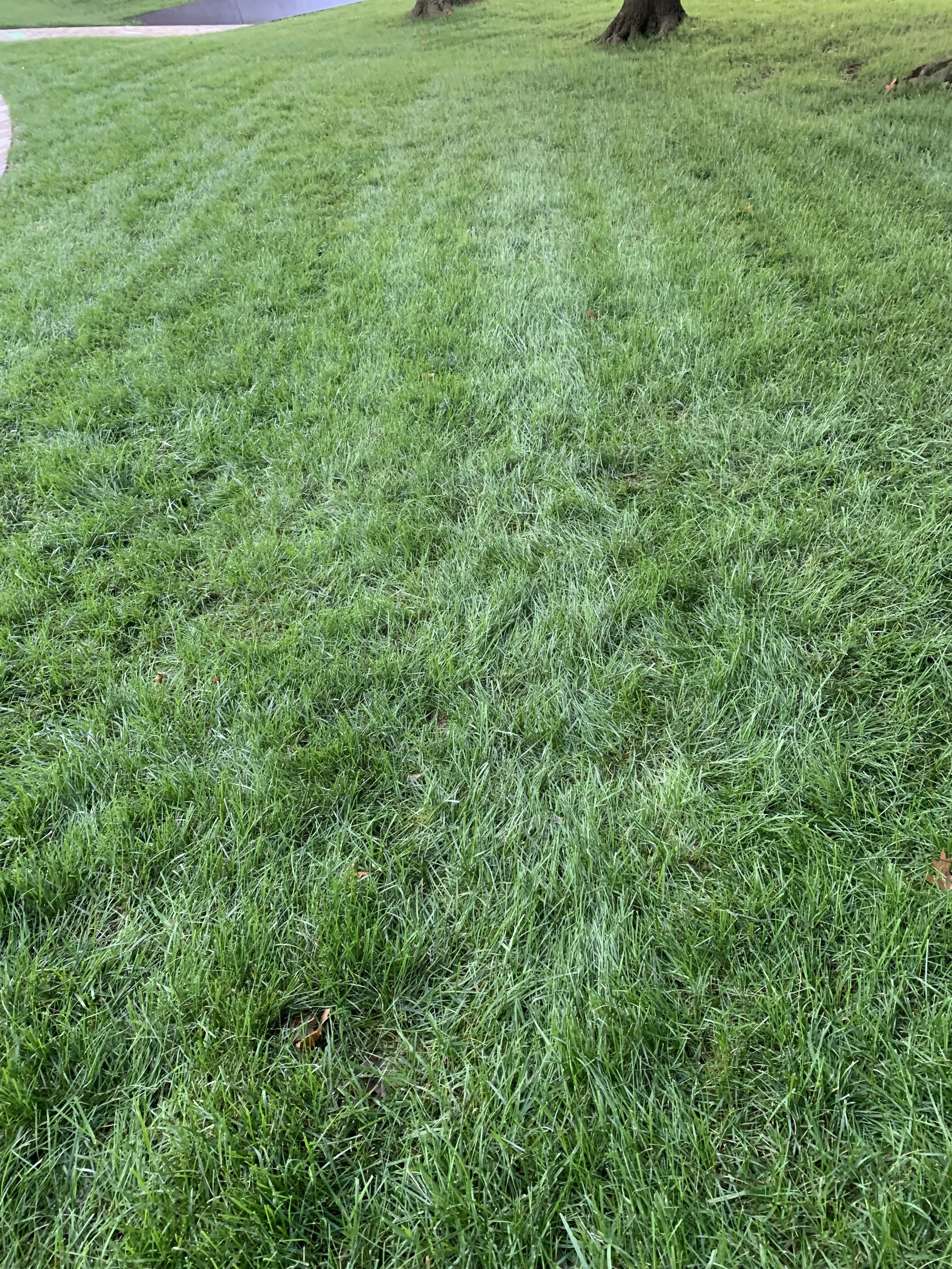 Best Practices for Successfully Establishing Fescue — Hall | Stewart ...