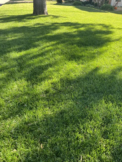 Best Practices for Successfully Establishing Fescue — Hall | Stewart ...