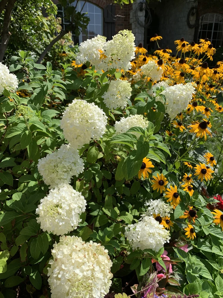 Hydrangeas... a game changer! — Hall | Stewart Lawn & Landscape