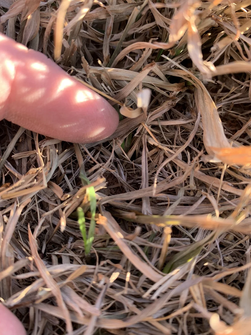 Dallisgrass – The “Address It As Soon As You See It” Weed — Hall ...