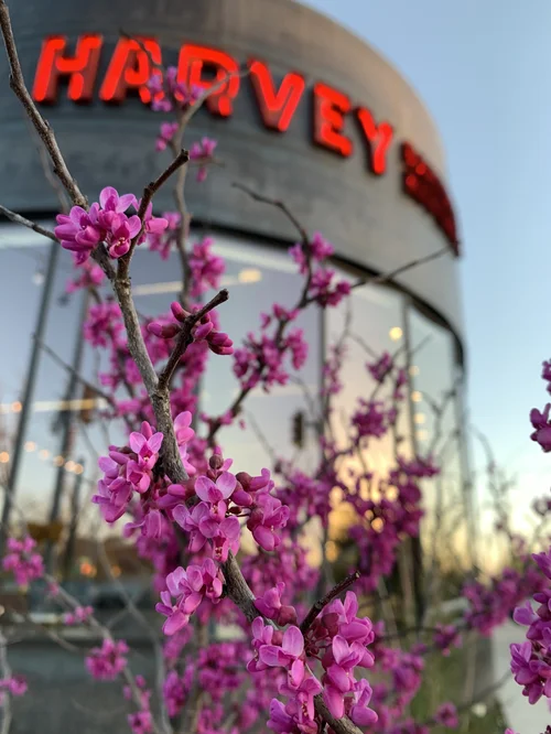 Oklahoma's State Tree... the Redbud! — Hall | Stewart Lawn & Landscape