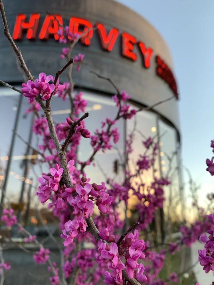 Oklahoma's State Tree... the Redbud! — Hall | Stewart Lawn & Landscape