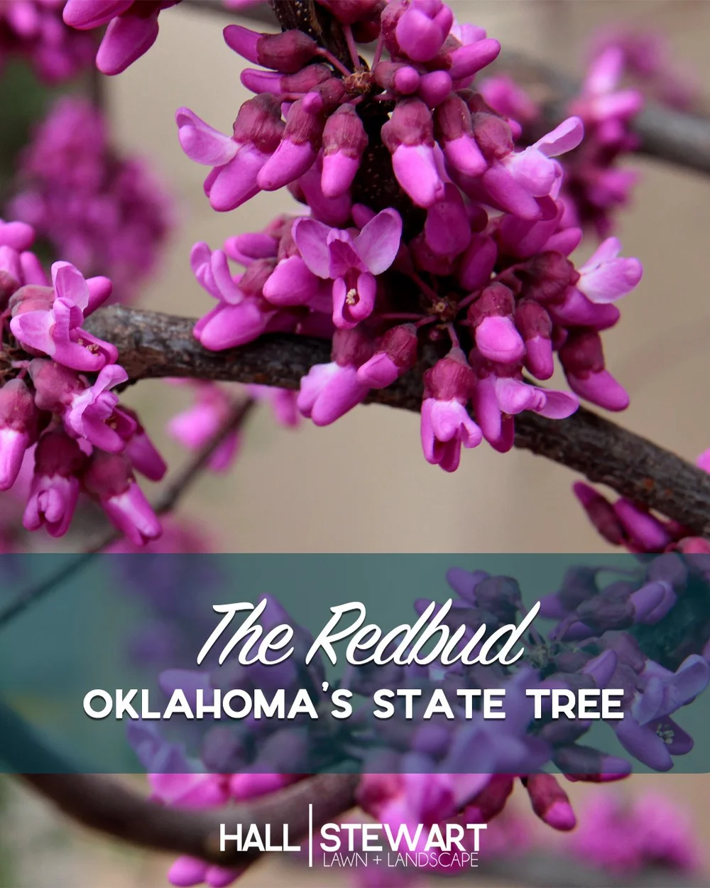 Oklahoma's State Tree... the Redbud! — Hall | Stewart Lawn & Landscape