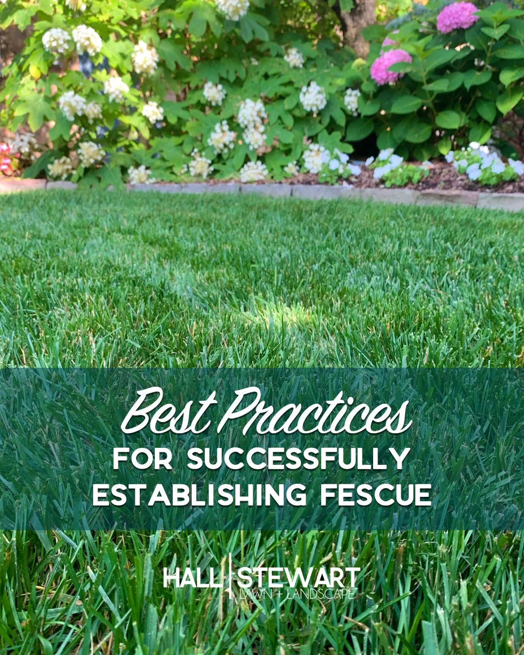 Best Practices for Successfully Establishing Fescue — Hall | Stewart ...