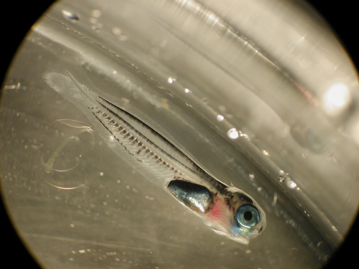 RESEARCH — Tornabene Lab