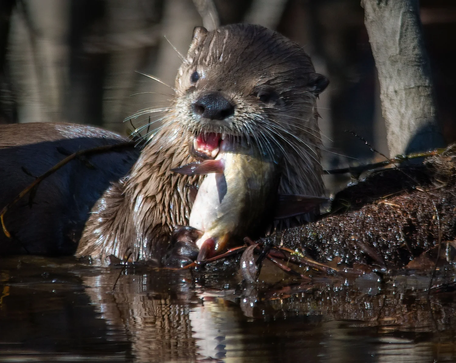 River Otter Pictures Full Size