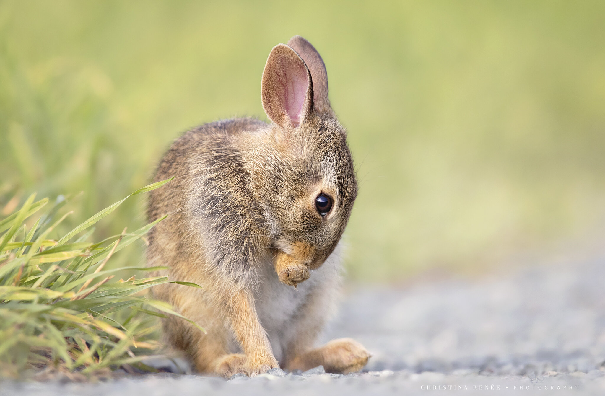 Portfolio — Christina Renée Photography