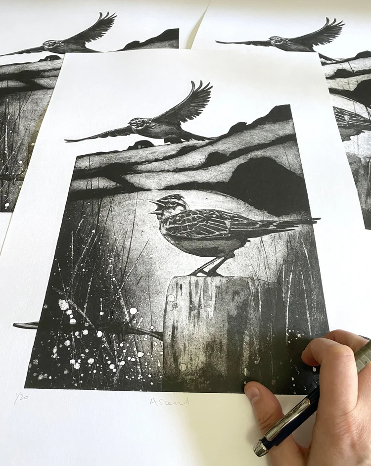 Jenny McCabe Artist | Printmaker