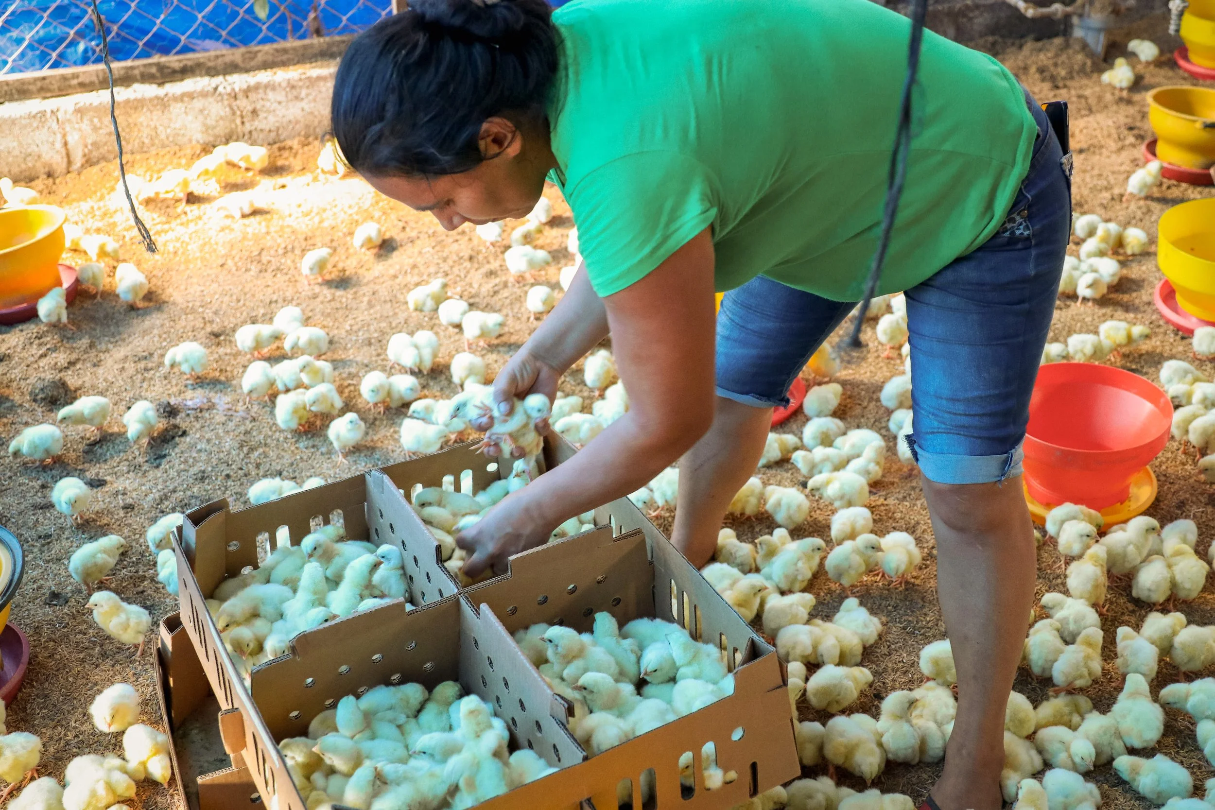 Remolino Chicken Business — Humanity & Hope United