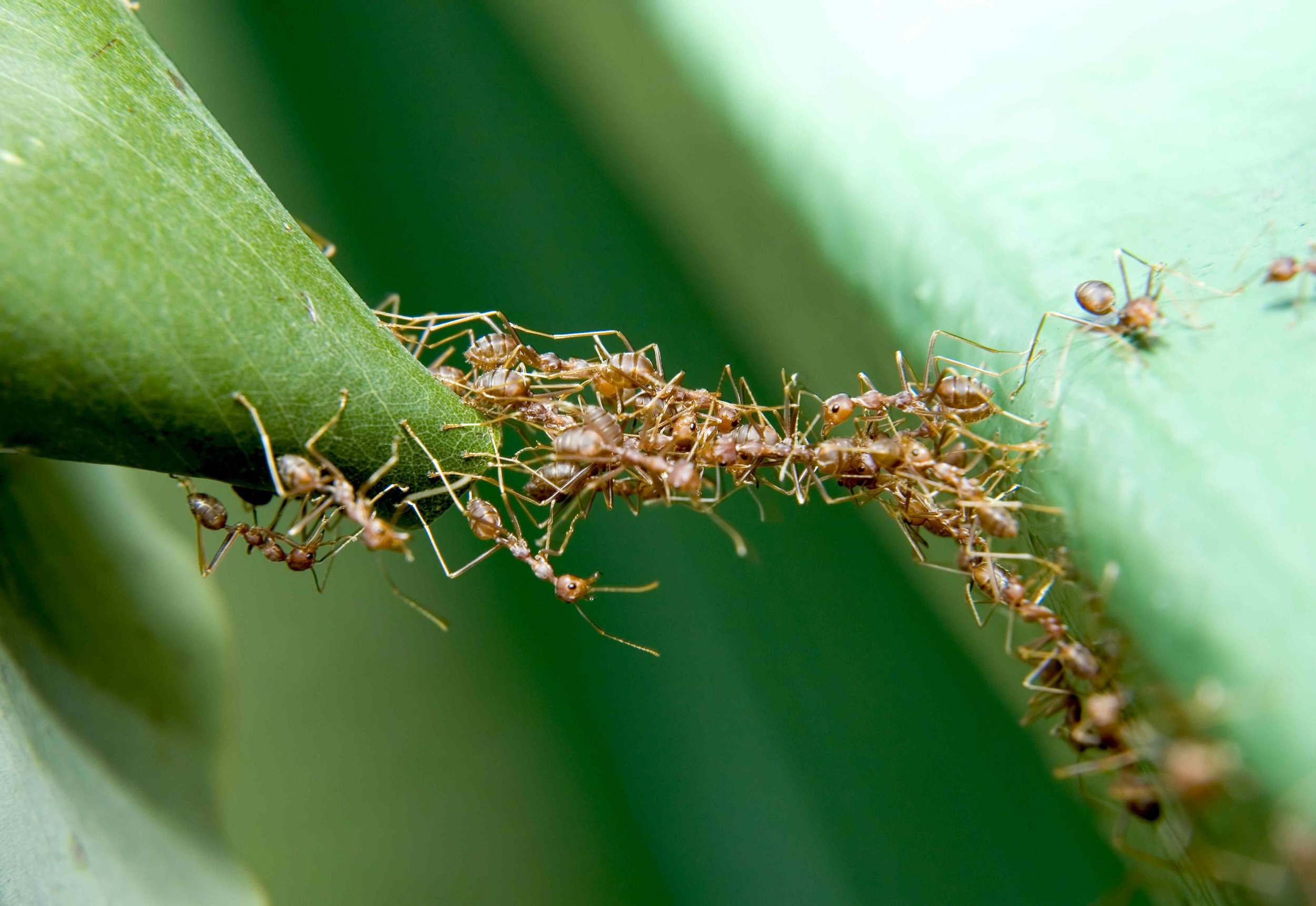 Cooperation Animals Examples