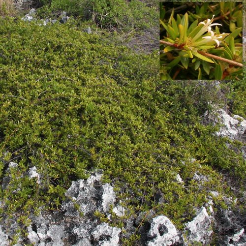 Borders & Hedges — CARIBBEAN BLOOMS