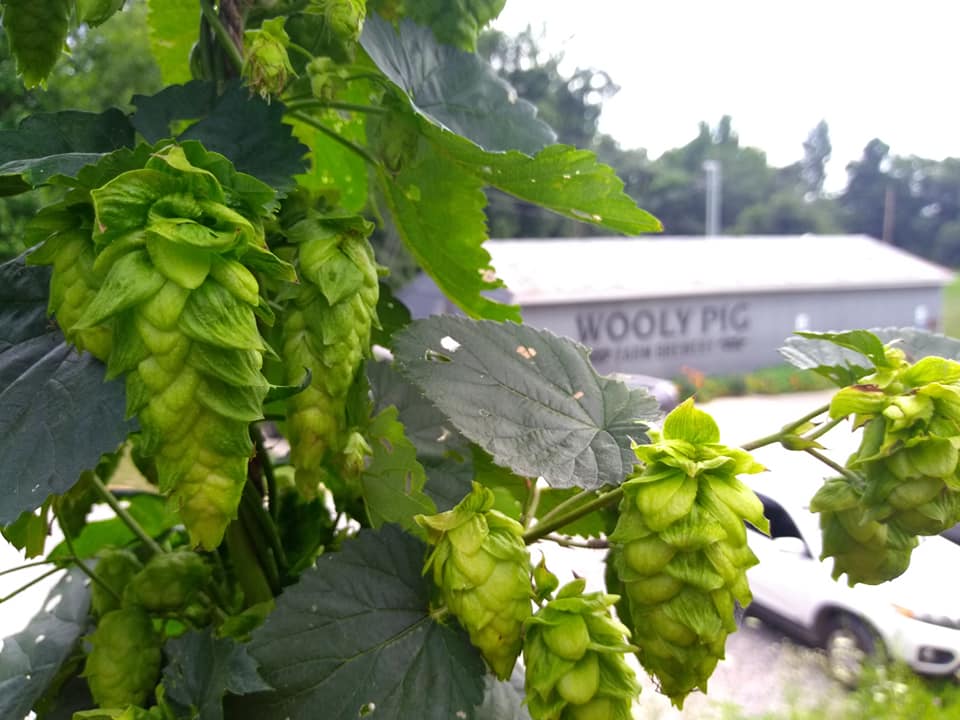 Wooly Pig Farm Brewery