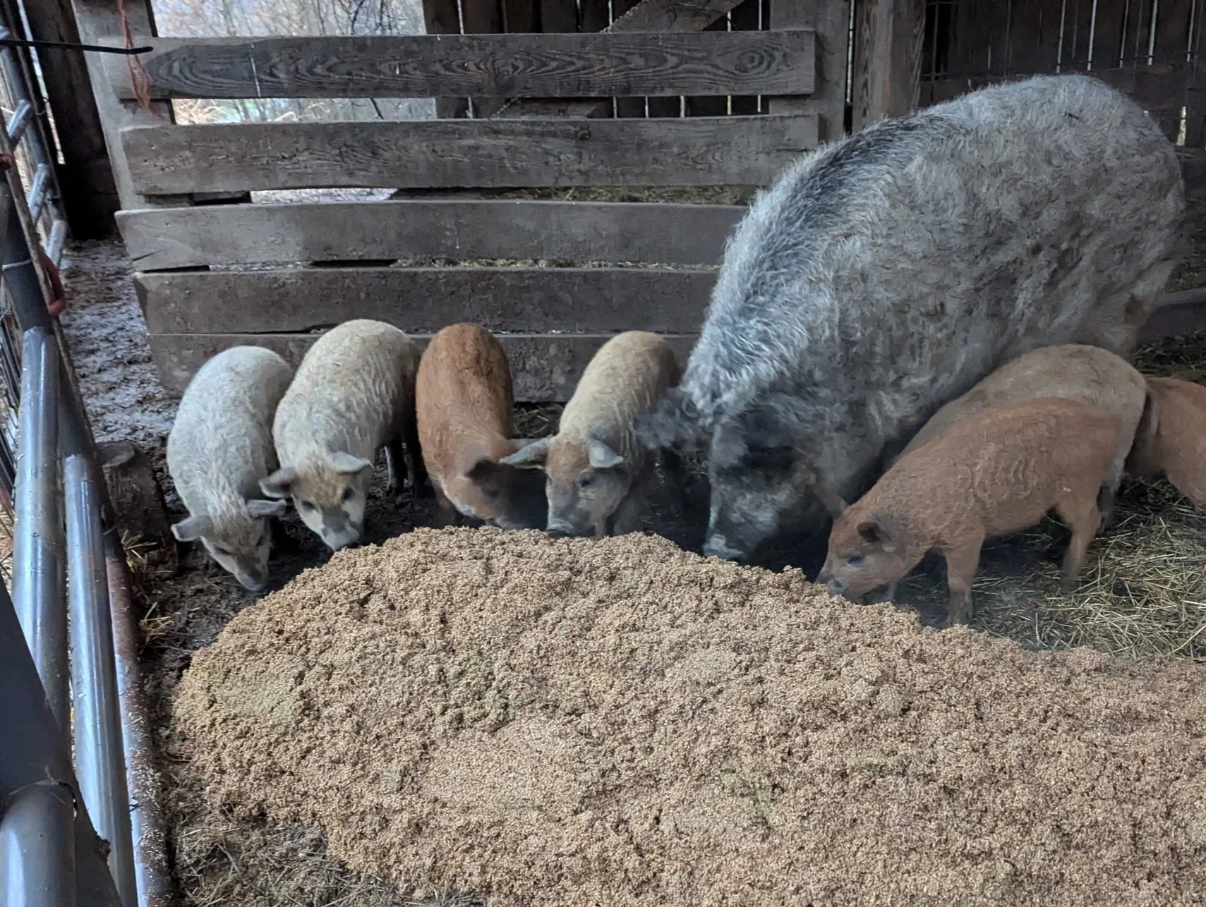 Wooly Pig Farm Brewery