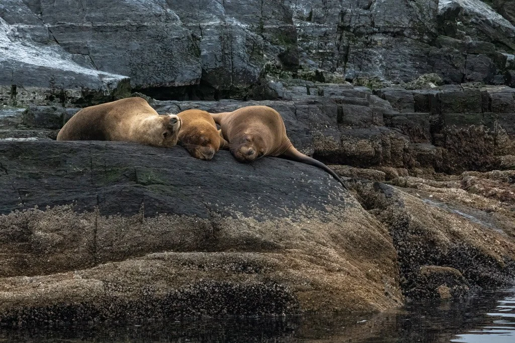 Antarctica & Patagonia — Carol Moffett Photography