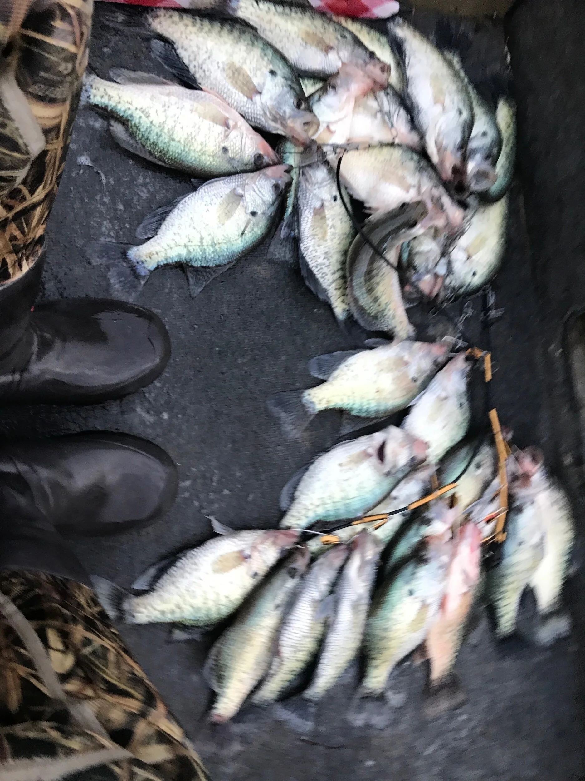 Fish Trips and Rates — Barton Outfitters