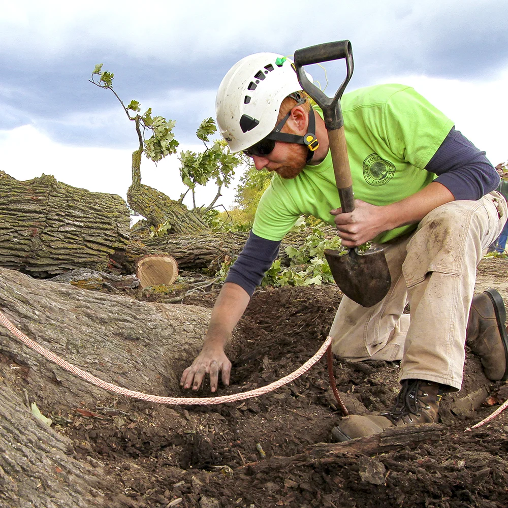 Trees, Forests and Landscapes | St. Louis, MO