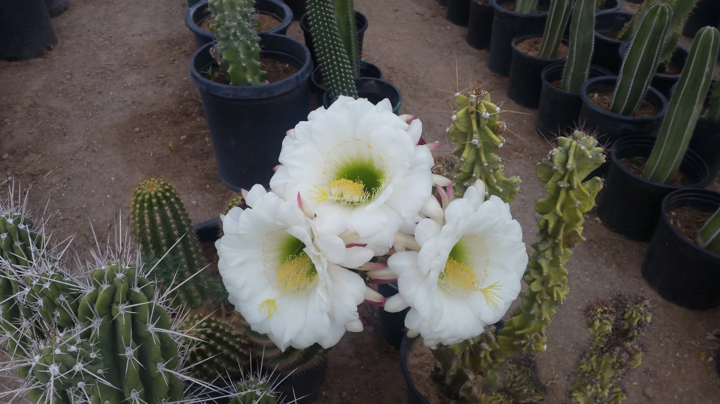 Nursery — Arizona Garden Nursery and Landsape