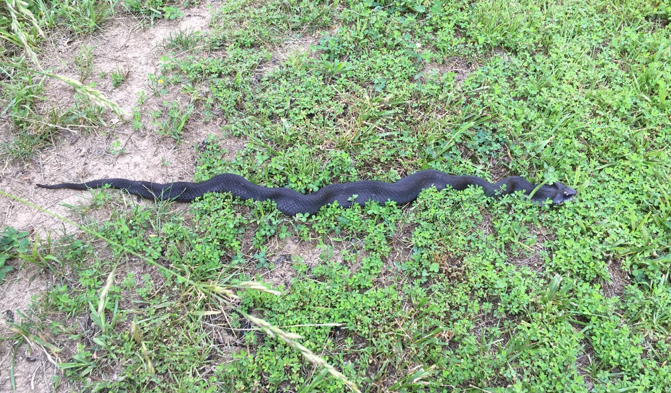 Black Eastern Hognose Snake