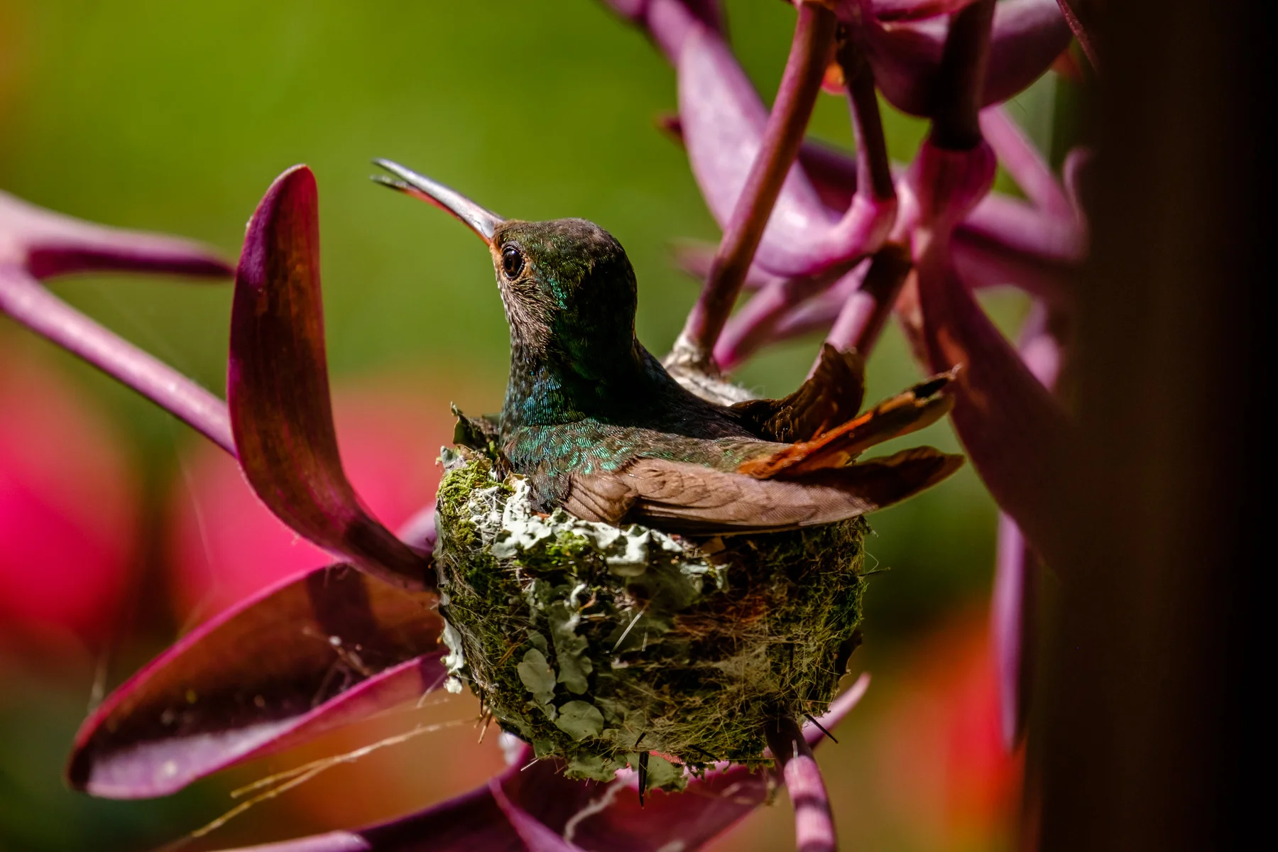 Lessons from a Hummingbird — Mom on a Mission
