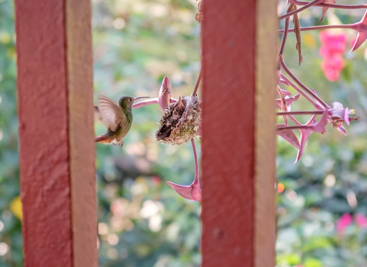 Lessons from a Hummingbird — Mom on a Mission