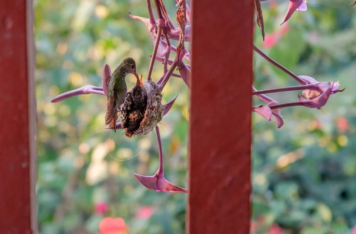 Lessons from a Hummingbird — Mom on a Mission
