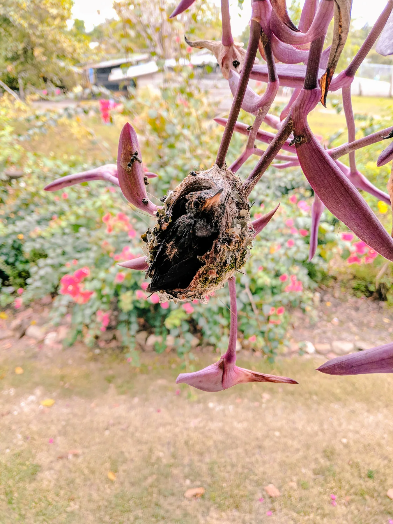 Lessons from a Hummingbird — Mom on a Mission